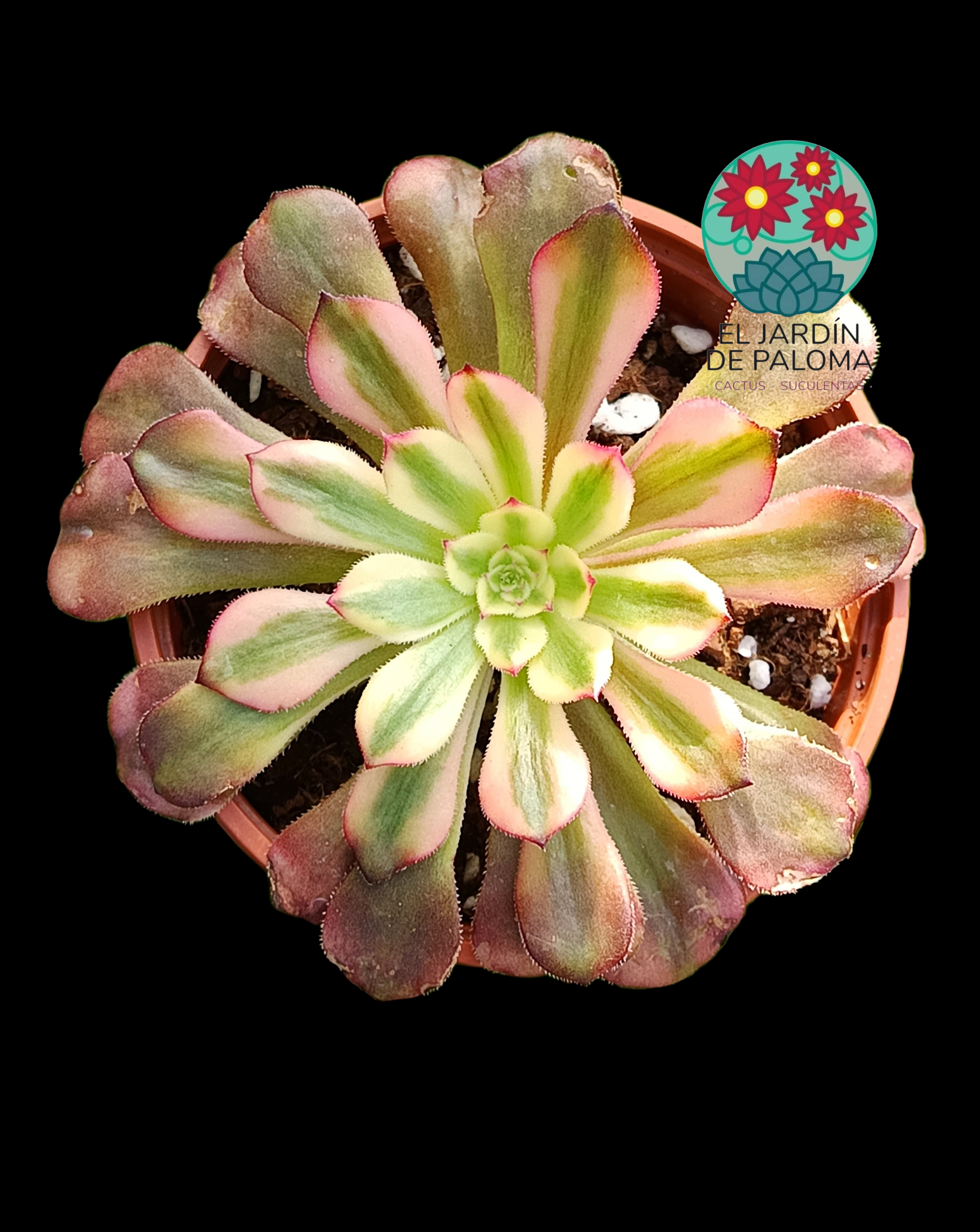 Aeonium «Hongyan» variegata ( importación)