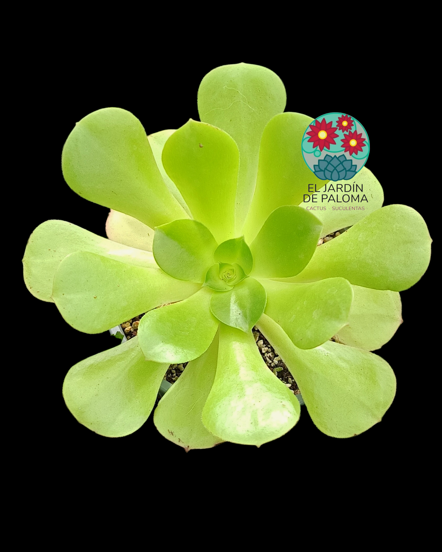 Aeonium Orion (buen tamaño)