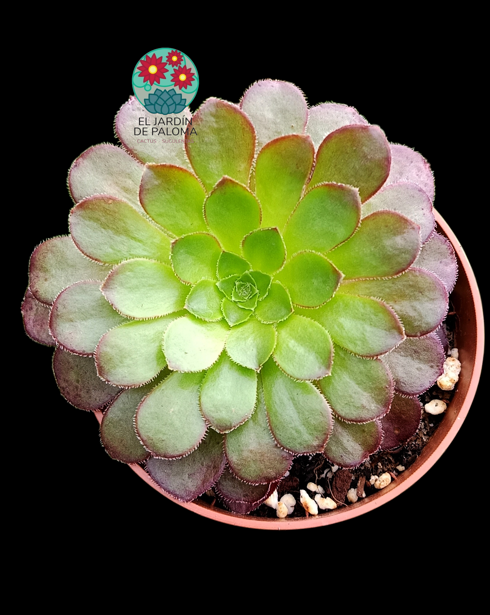 Aeonium «Fiesta»
