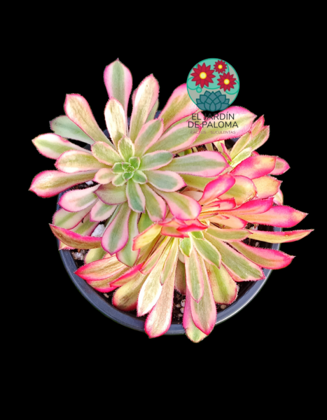 Aeonium «Purple cloud» variegata varias rosetas (importación)