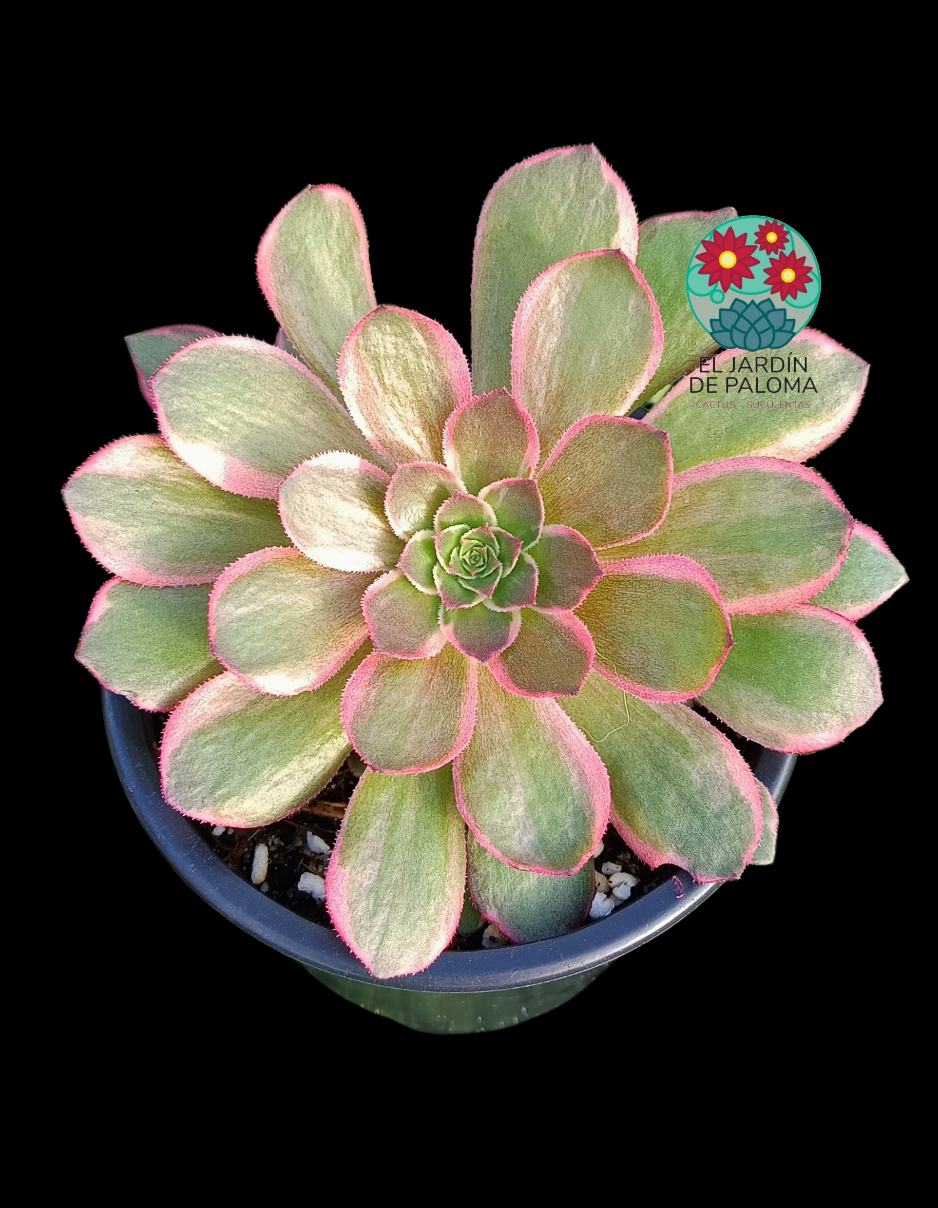 Aeonium Aquaman variegata