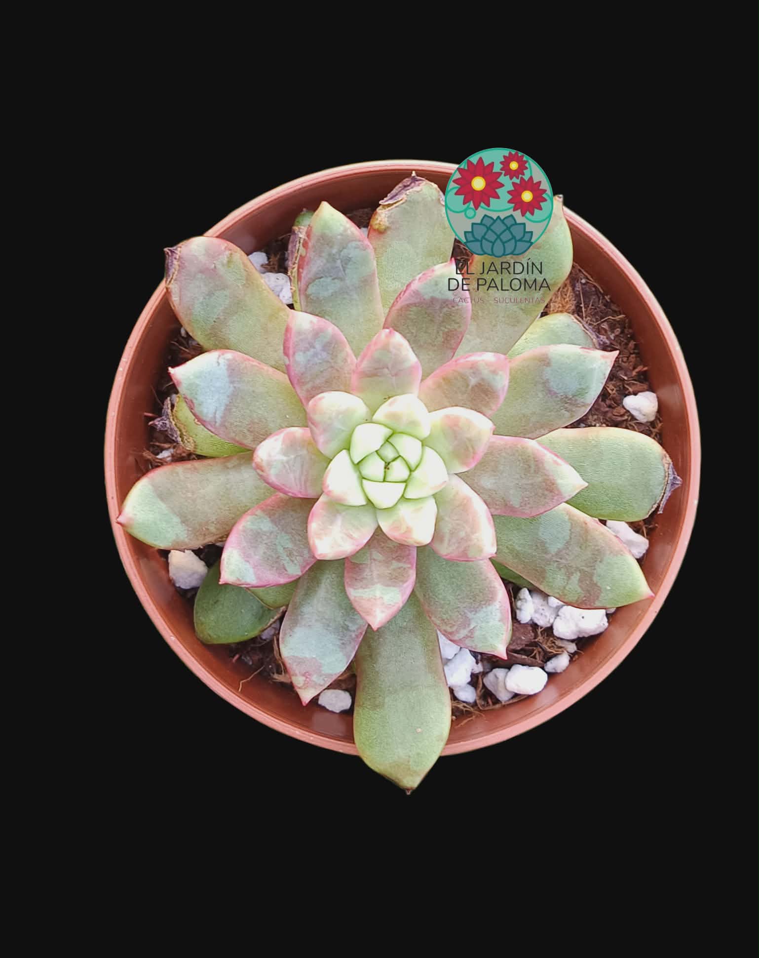 Echeveria Blood swallow